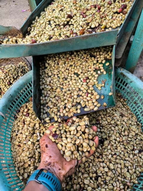 Experience how to make coffee from a sustainable farm Dalat - Visiting the Organic, Chemical-Free Farm