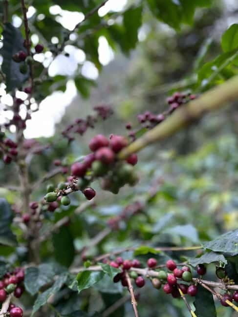Experience how to make coffee from a sustainable farm Dalat - Meeting the Farmers