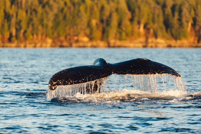 Experience Local Marine Wildlife Tour - The Itinerary and What You’ll See