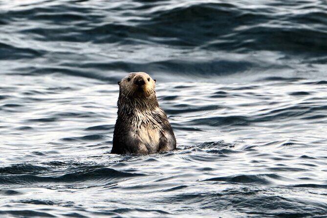 Experience Local Marine Wildlife Tour - The Experience and Atmosphere