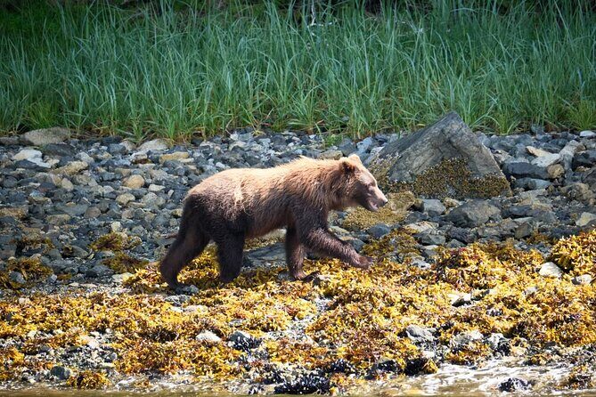 Experience Local Marine Wildlife Tour - The Practical Side: Booking, Pricing, and Considerations