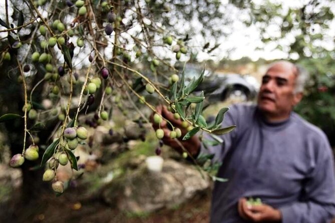Experience of Olive Oil Tasting Crete , Visit the Knossos Palace - Experience of Olive Oil Tasting Crete and Visit the Knossos Palace