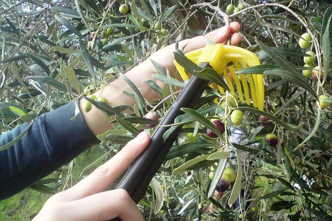 Experience of Olive Oil Tasting Crete , Visit the Knossos Palace - FAQs