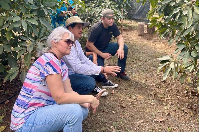 Experience: Organic Coffee, Avocados, Honey & More! - Family-Friendly Atmosphere