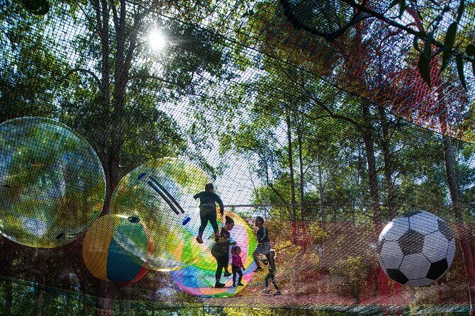 Experience Ourimbah State Forest Networld Adventure - Why This Experience Will Delight You