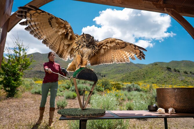 Experience Raptors and Falconry in Reno - Learning About Raptors and Conservation