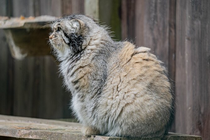 Experience Reindeer Farm and Ranua Wildlife Park in Rovaniemi - Why This Tour Offers Good Value