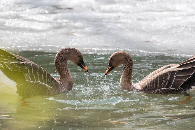 Experience Reindeer Farm and Ranua Wildlife Park in Rovaniemi - The Sum Up