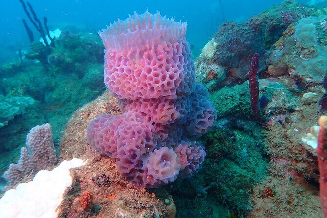 Experience Scuba Diving / NO certification Needed - An In-Depth Look at the Rincón Scuba Experience