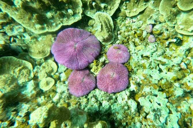 Experience Scuba Diving - No Certification Needed! - Who Should Book This Tour?