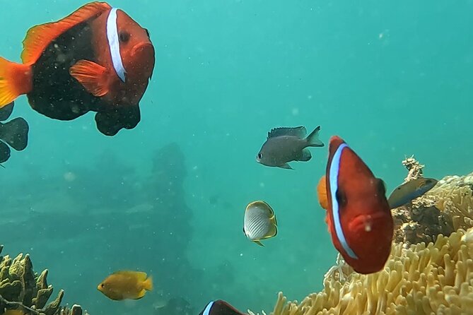 Experience Snorkeling in Sanur - What’s Included and What’s Not