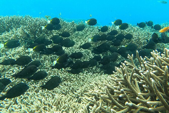 Experience Snorkeling in Sanur - Authentic Underwater Culture and Marine Life