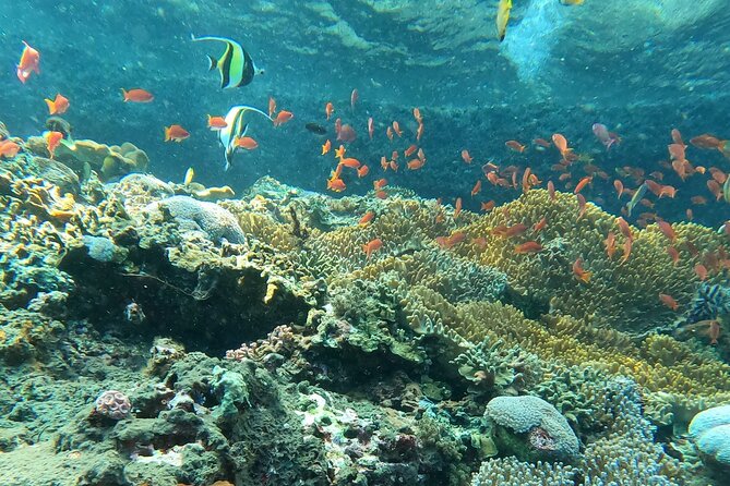 Experience Snorkeling in Sanur - Reviews and Authentic Insights