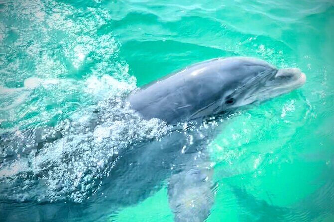 Experience Sunset and Dolphin Adventure in Panama - The Sum Up