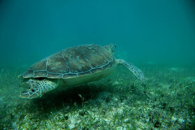 Experience swimming with turtles and explore the ruins of Tulum. Lunch included. - Visiting Cenote No-ho Much: A Touch of Freshwater Wonder