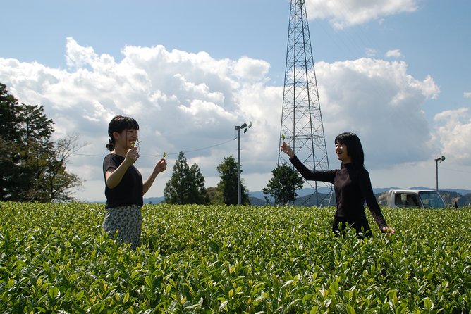 Experience Tea Picking With a Tea Farmer, and Tempura Lunch With Picked Tea Leaves - Booking and Confirmation