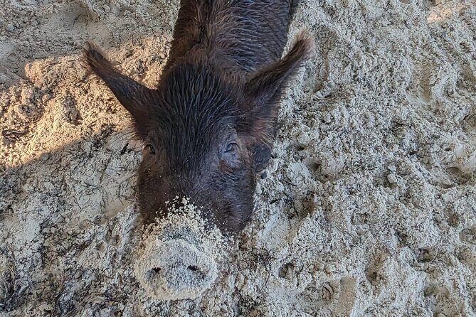 Experience The Eleutheras and Pink Sands Beach - Detailed Overview of the Tour Itinerary