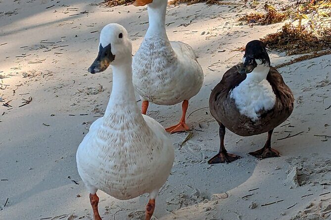 Experience The Eleutheras and Pink Sands Beach - The Sum Up: Is This Tour Worth It?