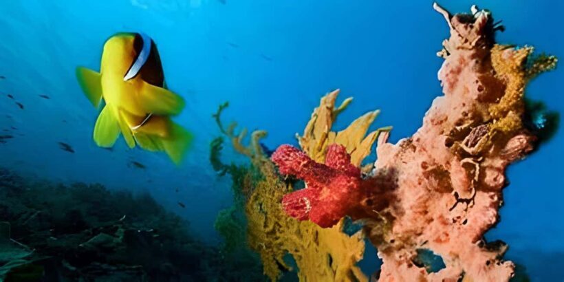 Experience the Exciting Caribbean Underwater World - The Marine Environment: What You’ll See