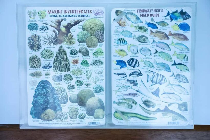 Experience the Exciting Caribbean Underwater World - Snorkeling and Marine Life