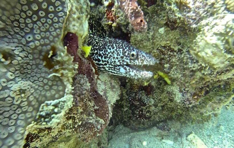 Experience the Exciting Caribbean Underwater World - Pricing and Overall Value