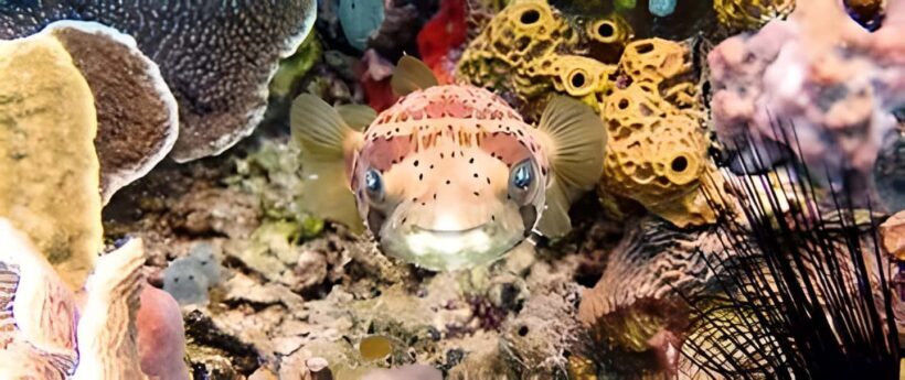 Experience the Exciting Caribbean Underwater World - The Sum Up