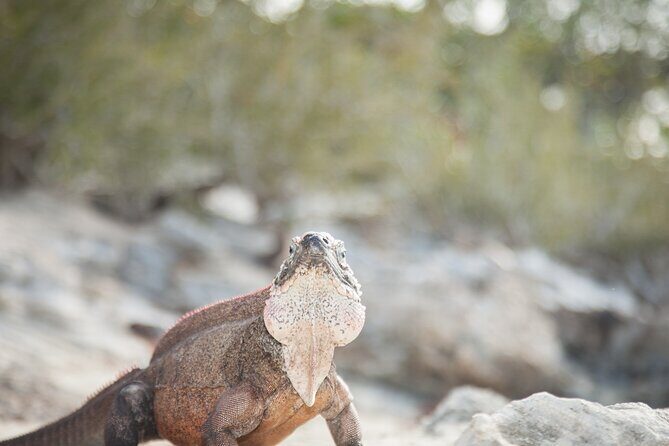 Experience The Exumas and the World Famous Swimming Pigs - FAQs