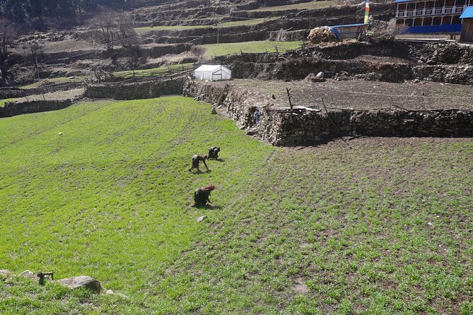 Experience the Thrill of a Lifetime:12-Days Manaslu Circuit trek - FAQ