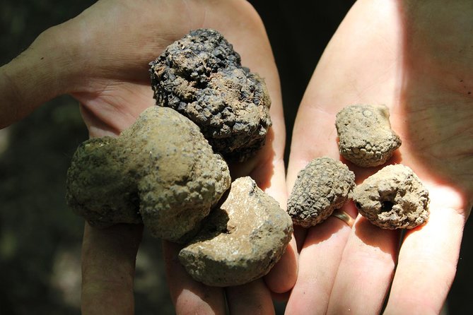 Experience Tuscan Truffle Hunting With Wine and Lunch - Identifying Truffle-Friendly Trees and Habitats