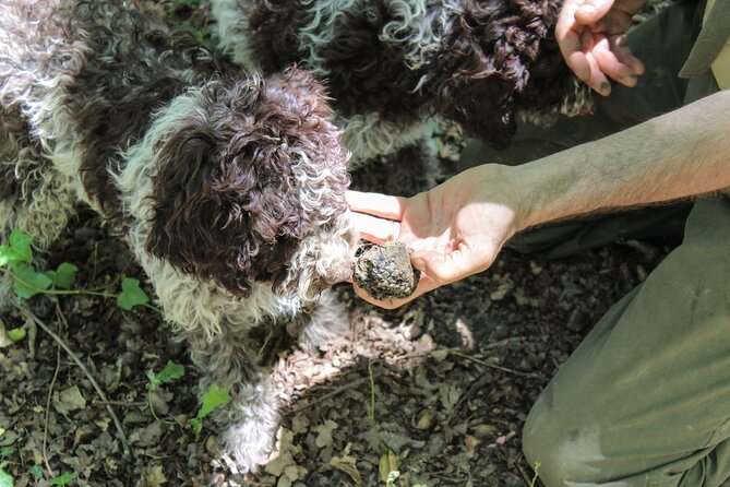 Experience Tuscan Truffle Hunting With Wine and Lunch - Wine Tasting and Local Delicacies