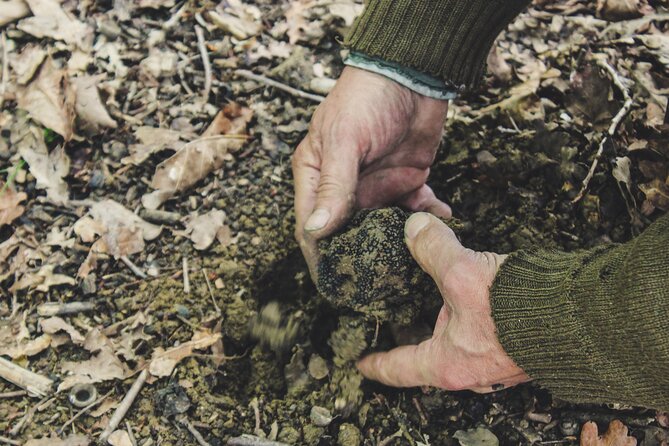 Experience Tuscan Truffle Hunting With Wine and Lunch - Inclusions and Meeting Information