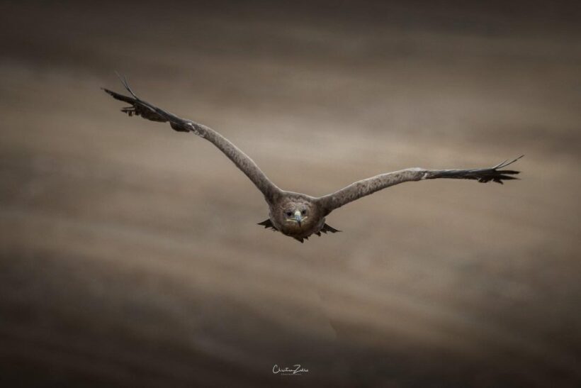 Experience with birds of prey in Tuscany - Key Points