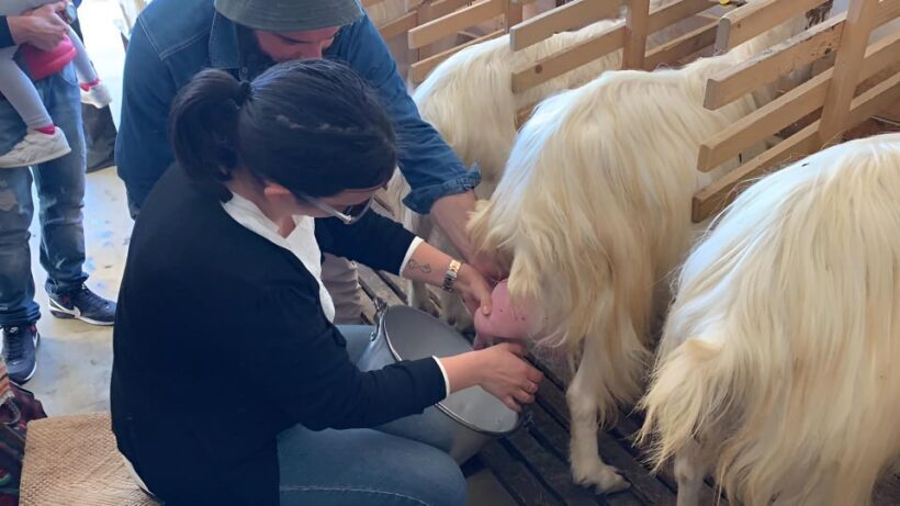 Experience with Girgentan goats in Agrigento - Exploring the Sicilian Countryside: A Deeper Look