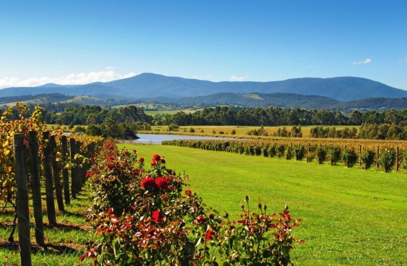 Experience Yarra Valley: A Tailored private Wine Journey - The Sum Up