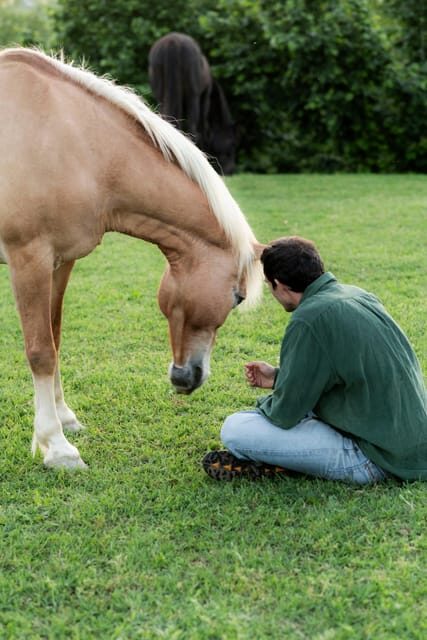Experiential activity with horses: an experience in connection - Final Thoughts