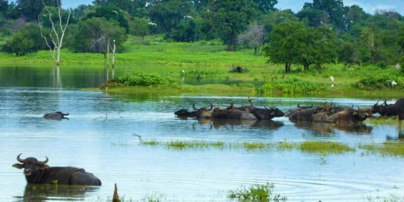 Exploration, Safari, & Guided Scooter Tour in Arugambay - Why This Tour Offers Real Value