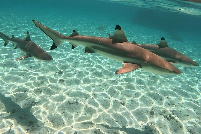 Exploration, Taha'a Lagoon Tour by Private Boat - The Experience and the Guides