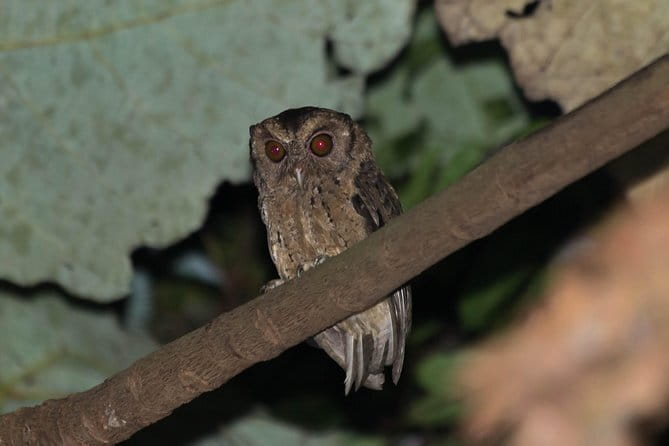 Explore a Rainforest teeming with Wildlife at Night! - Practical Tips for Travelers