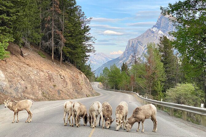 Explore Banff National Park with Our Premium Day Tour - Why This Tour Stands Out