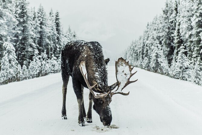 Explore Banffs Wonders: Lake Louise, Moraine Lake, and Beyond - Who Will Love This Tour?