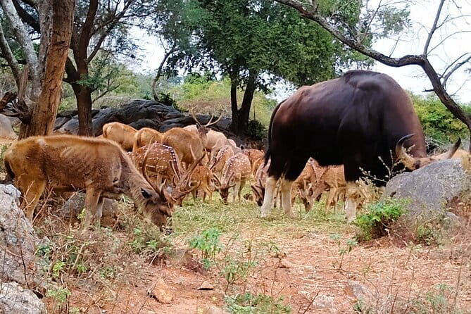 Explore Bangalores Wild Side  A Memorable Bannerghatta Safari! - Breaking Down the Itinerary