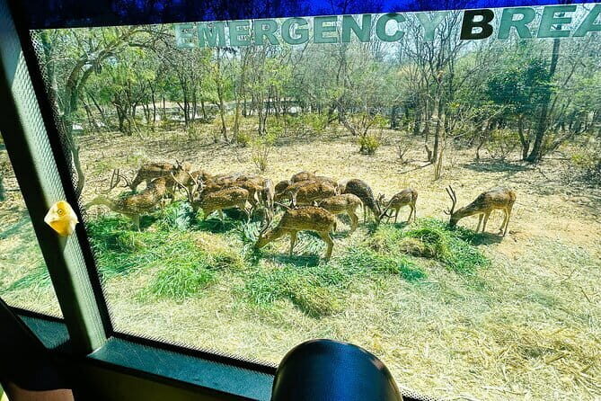Explore Bangalores Wild Side  A Memorable Bannerghatta Safari! - Authentic Experiences From Past Travelers