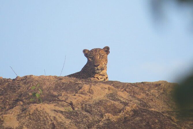 Explore Beauty Of Yala (Ruhuna) National Park From South Coast in One Day. - Is This Tour Worth It?