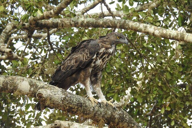 Explore Beauty Of Yala (Ruhuna) National Park From South Coast in One Day. - Final Thoughts