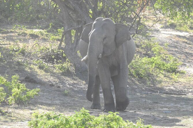 Explore Beauty Of Yala (Ruhuna) National Park From South Coast in One Day. - FAQ