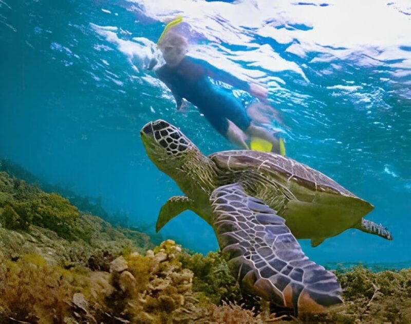 Explore Cham Island: Sightseeing and Snorkeling Adventure - Lunch and Leisure