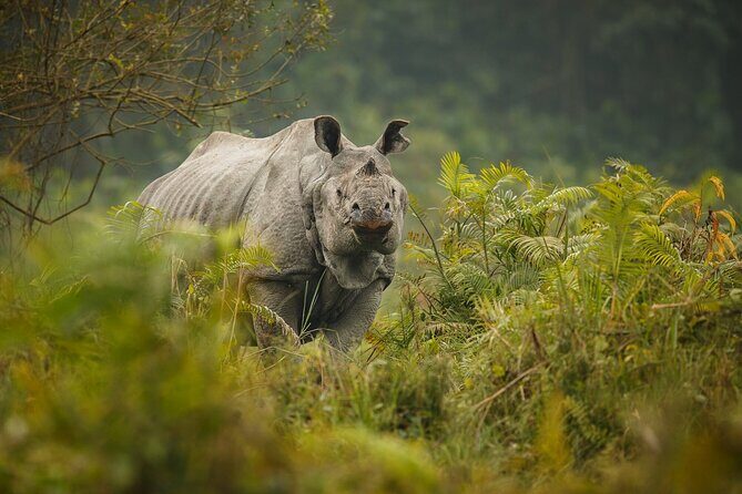 Explore Chitwan: Nepals Untamed Beauty - Key Points