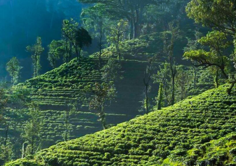 Explore Countryside of Nuwara Eliya by Tuk-Tuk - Who Will Appreciate This Tour?
