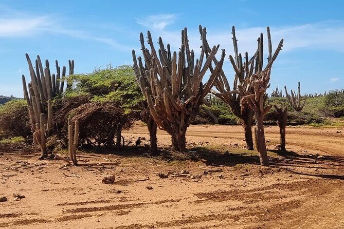Explore Curacao West by ATV Nature Coastal and Beach - Final Thoughts