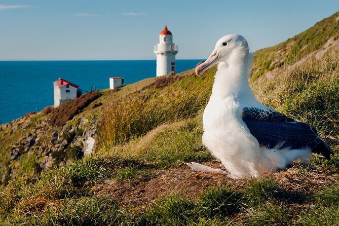 Explore Dunedin: Self-Guided Audio Tour Adventure - The Sum Up